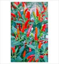 Demon red - Chilimag.hu webshop