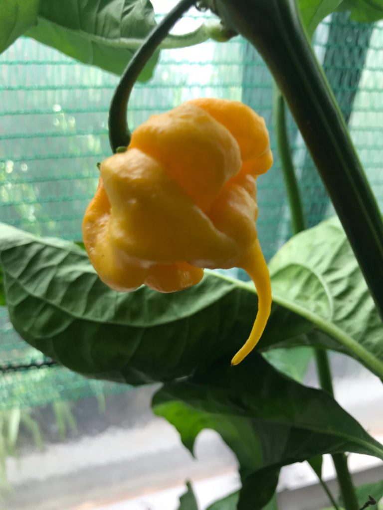 I Scream Scorpion - Chilimag.hu webshop